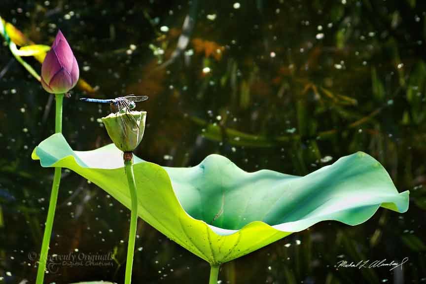 Photography by Michael Alumbaugh at Coroflot.com