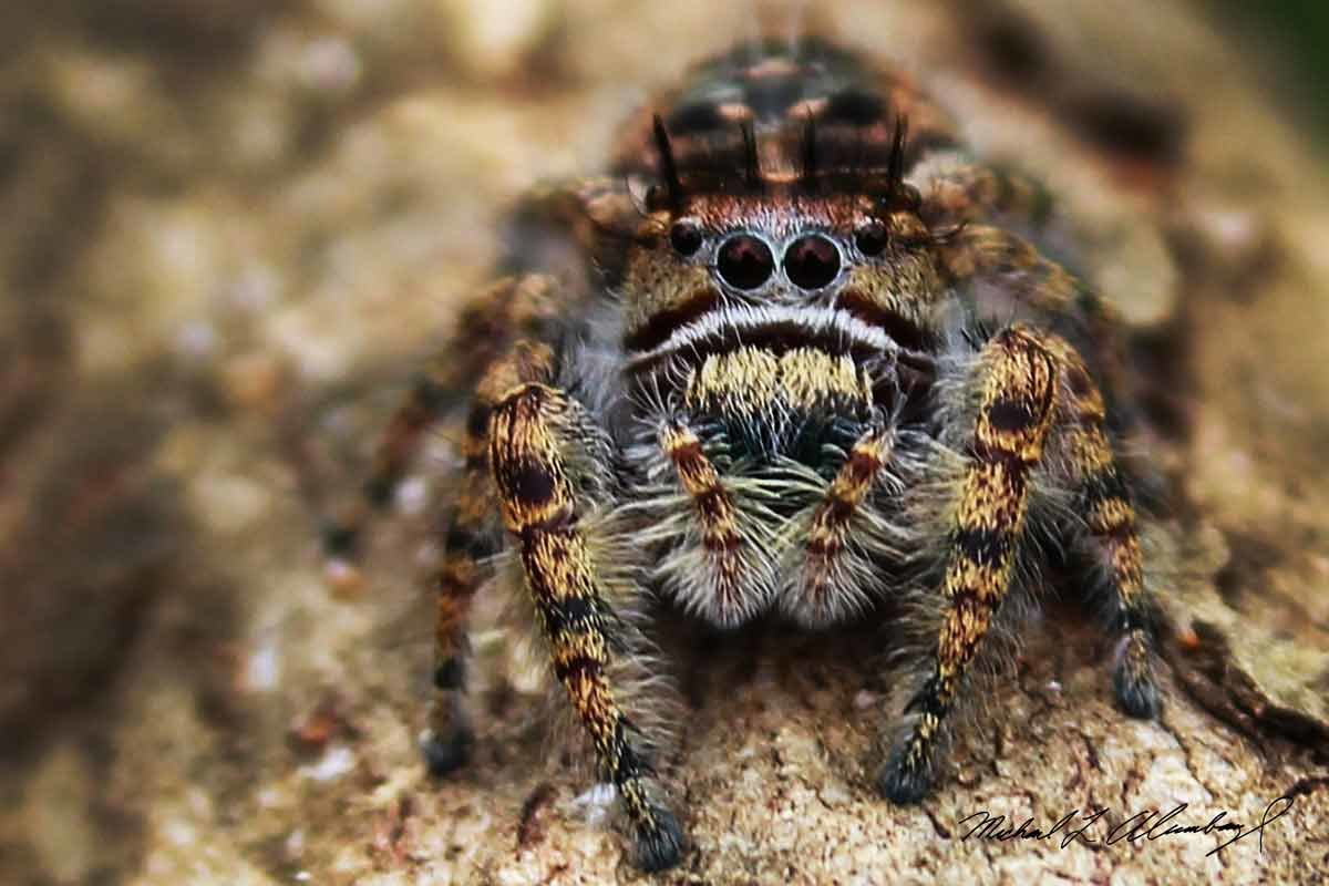 Photography by Michael Alumbaugh at Coroflot.com