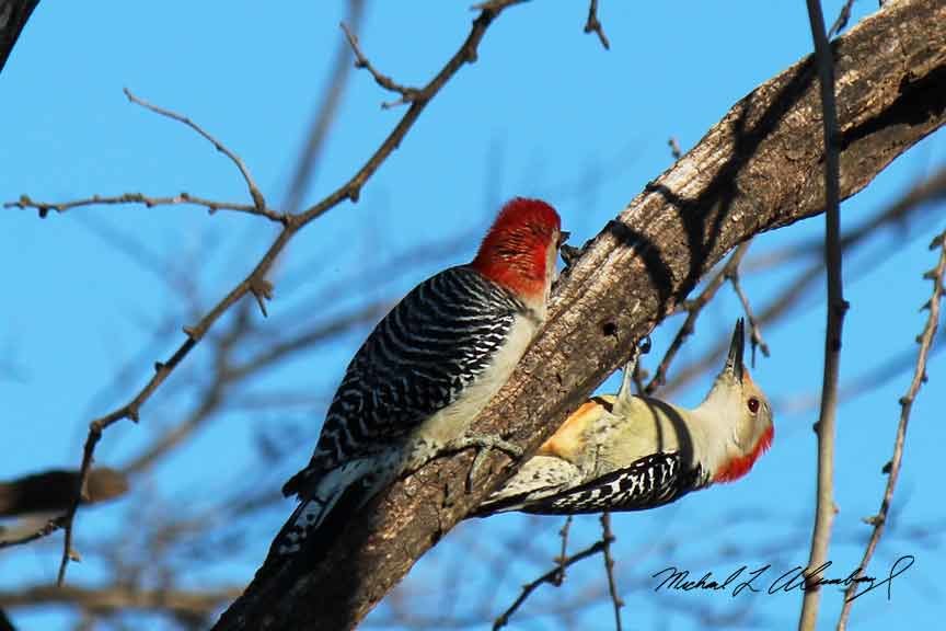 Photography by Michael Alumbaugh at Coroflot.com