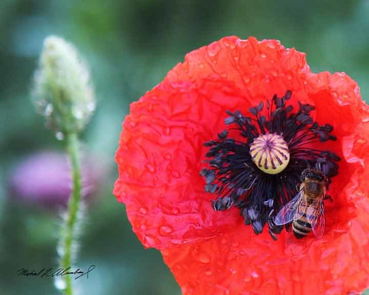 Photography by Michael Alumbaugh at Coroflot.com