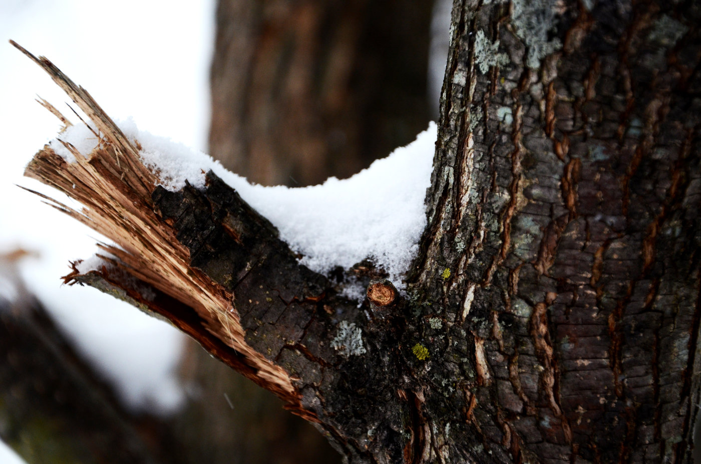 snow by Matt Schiumo at Coroflot.com