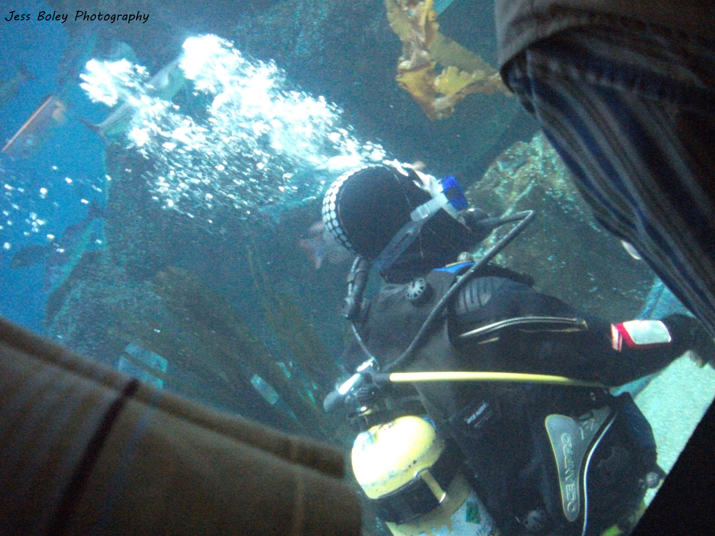 An upload by Jessica Boley on Coroflot: to the project Aquarium