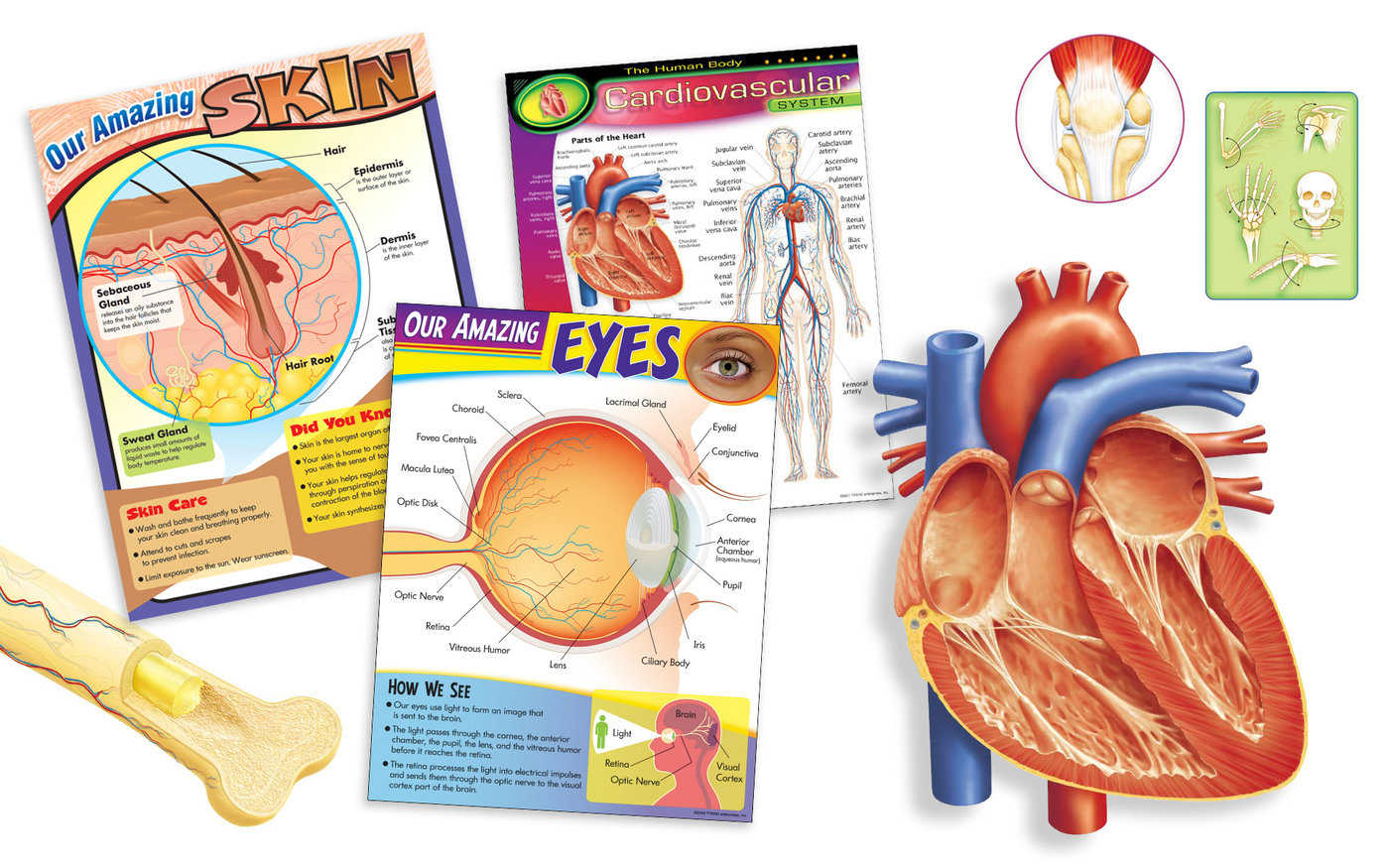 Medical & Scientific Illustration & Design by Heidi Haakenson at ...