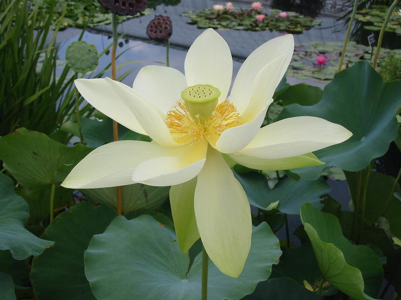 NY Botanical Gardens Photos by Barbara Goldfarb at Coroflot.com