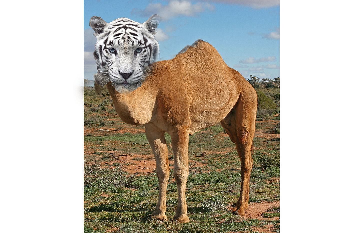 Camel Tiger by Camille Dionisio at Coroflot.com