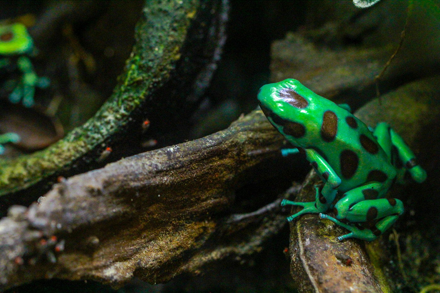 An upload by KayLee Zubhuza on Coroflot: to the project Frogs and Lizards