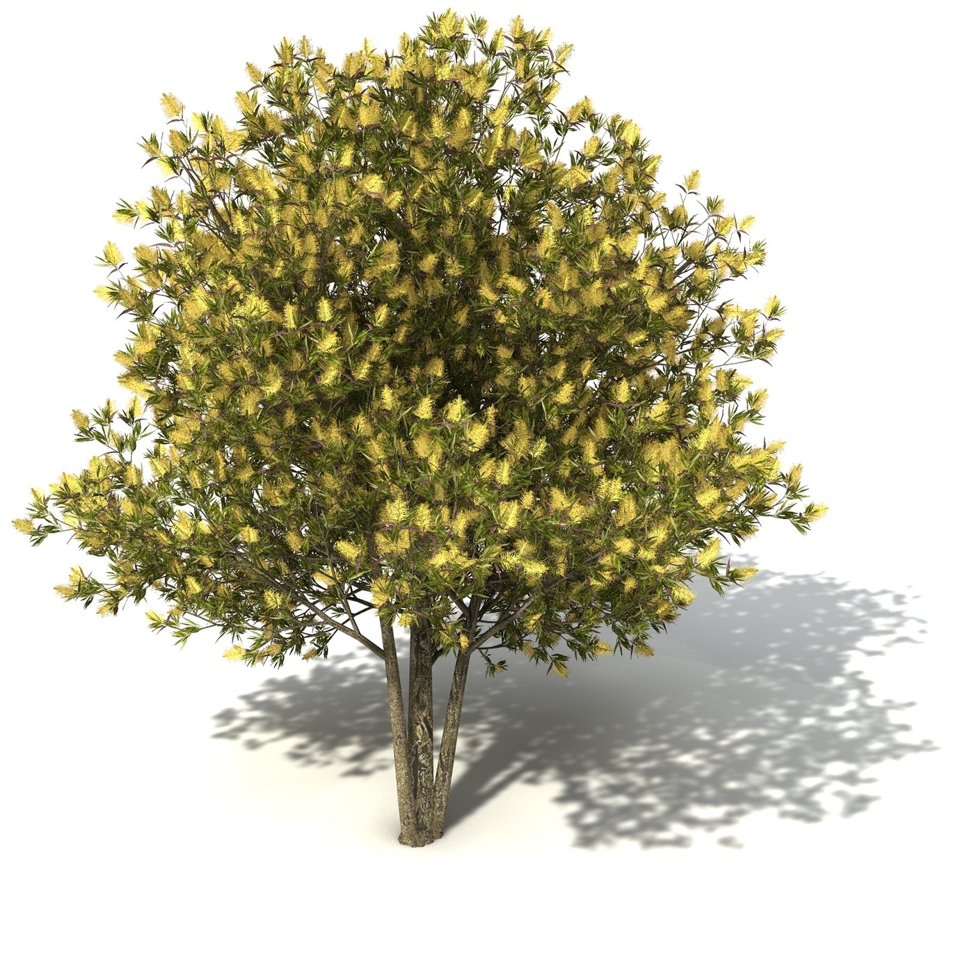 Modelos De Arvores 3D by Jornal Big Models 3D at Coroflot.com