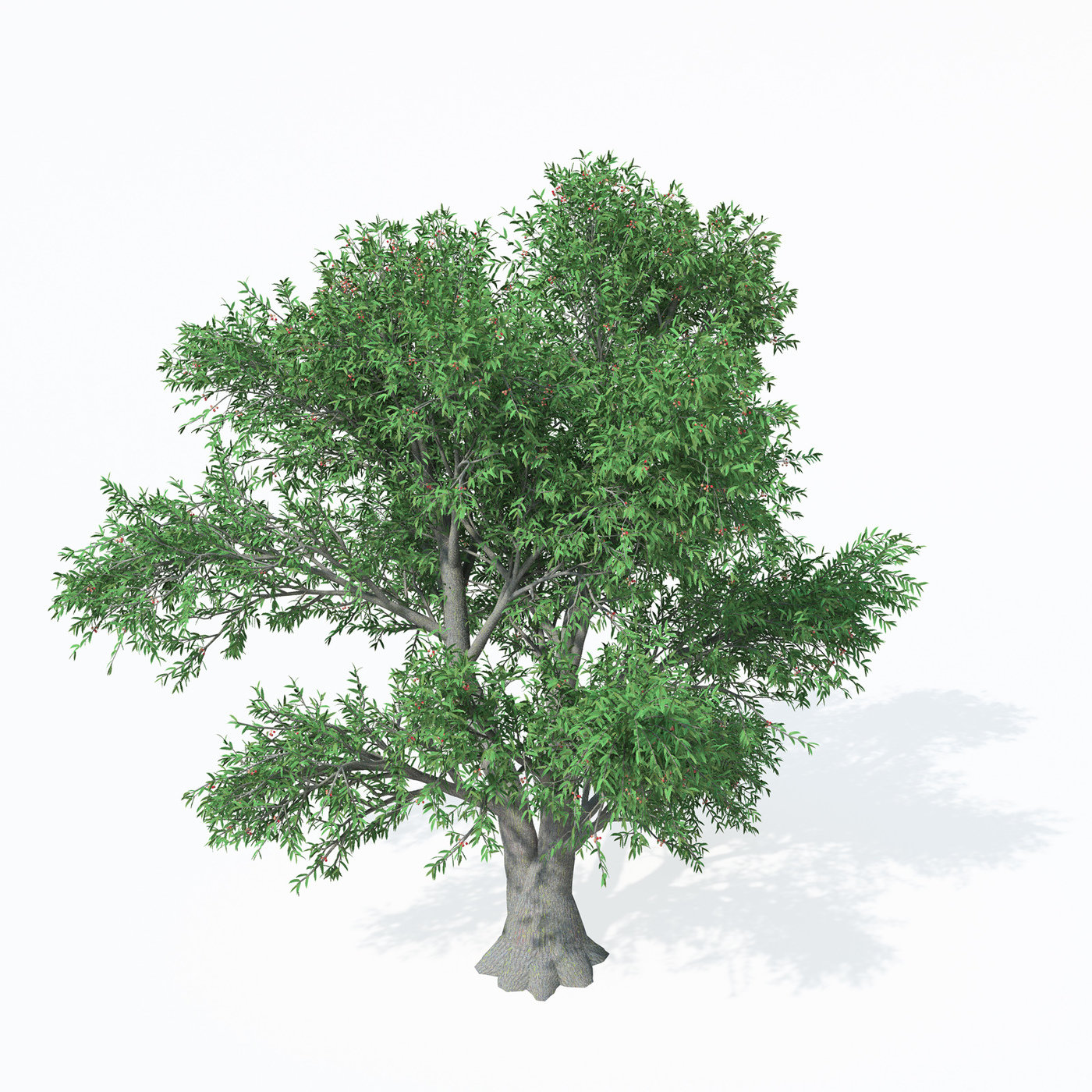 Modelos De Arvores 3D by Jornal Big Models 3D at Coroflot.com