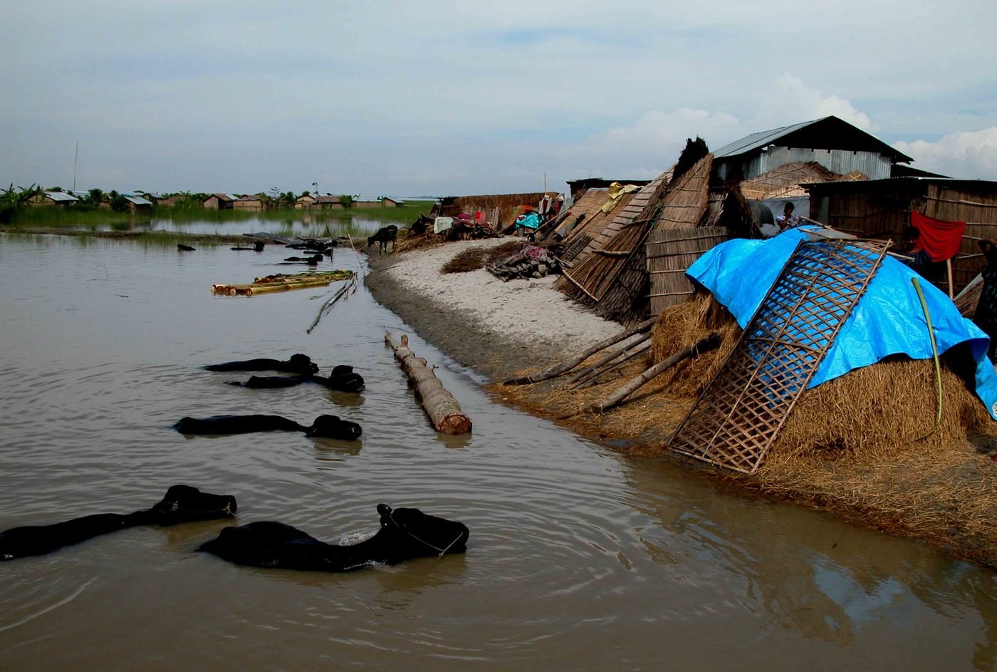 Lifeline of Char (River Island)s of Brahmaputra River in Indian State ...