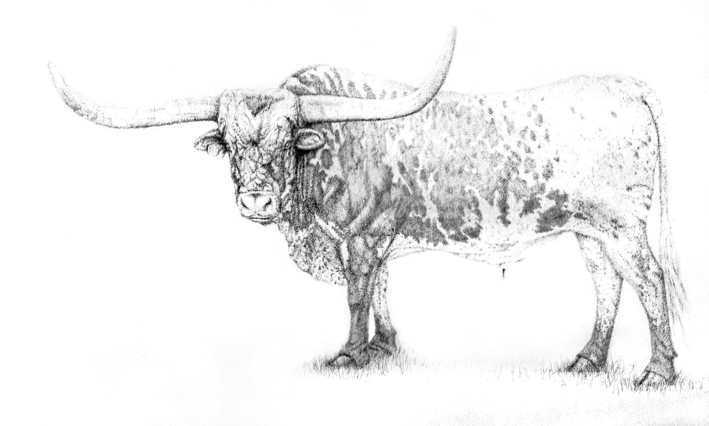Longhorn Drawings by HECTOR KRIETE at Coroflot.com