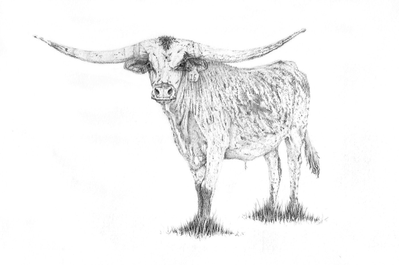 Longhorn Drawings by HECTOR KRIETE at Coroflot.com