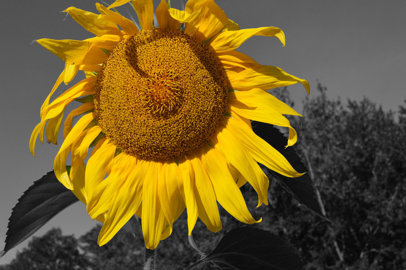 Black & White project by Ryan Pyper at Coroflot.com