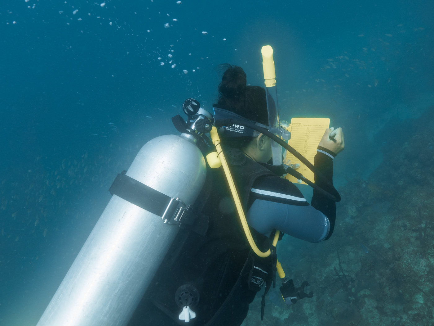 2015 Caribbean Reef Buddy Volunteers by Alexandra Ward at Coroflot.com