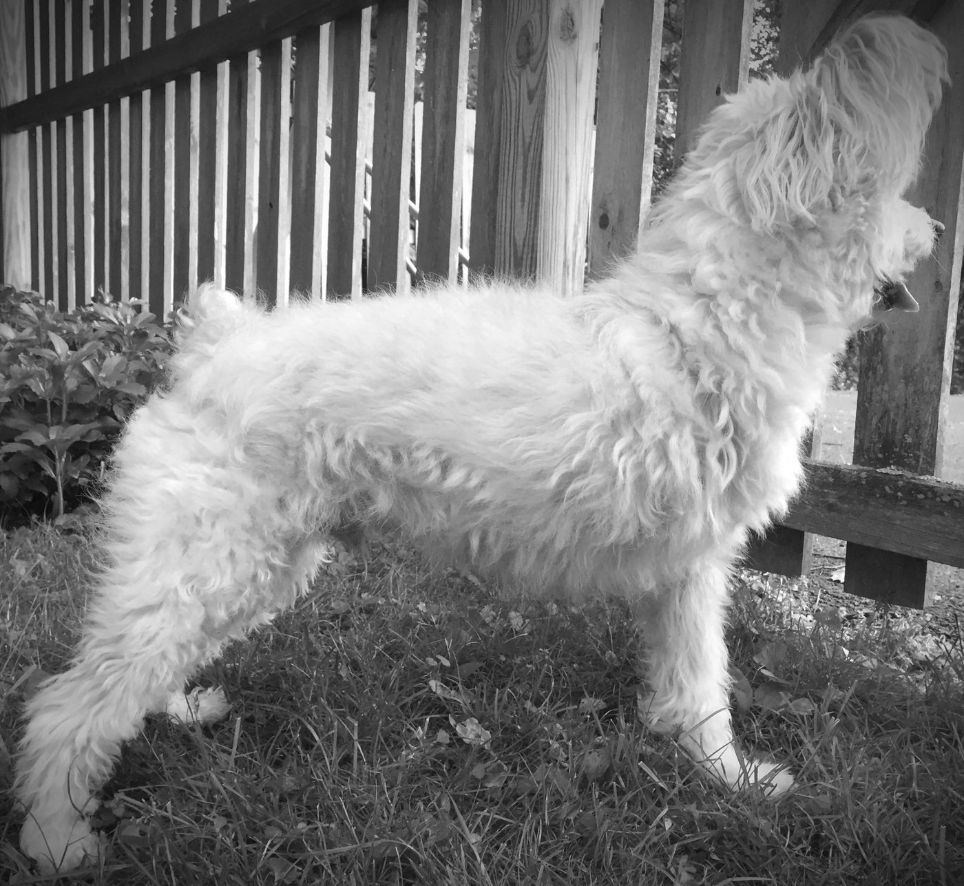An upload by Sean Fitzmaurice on Coroflot: to the project Pet Portraits