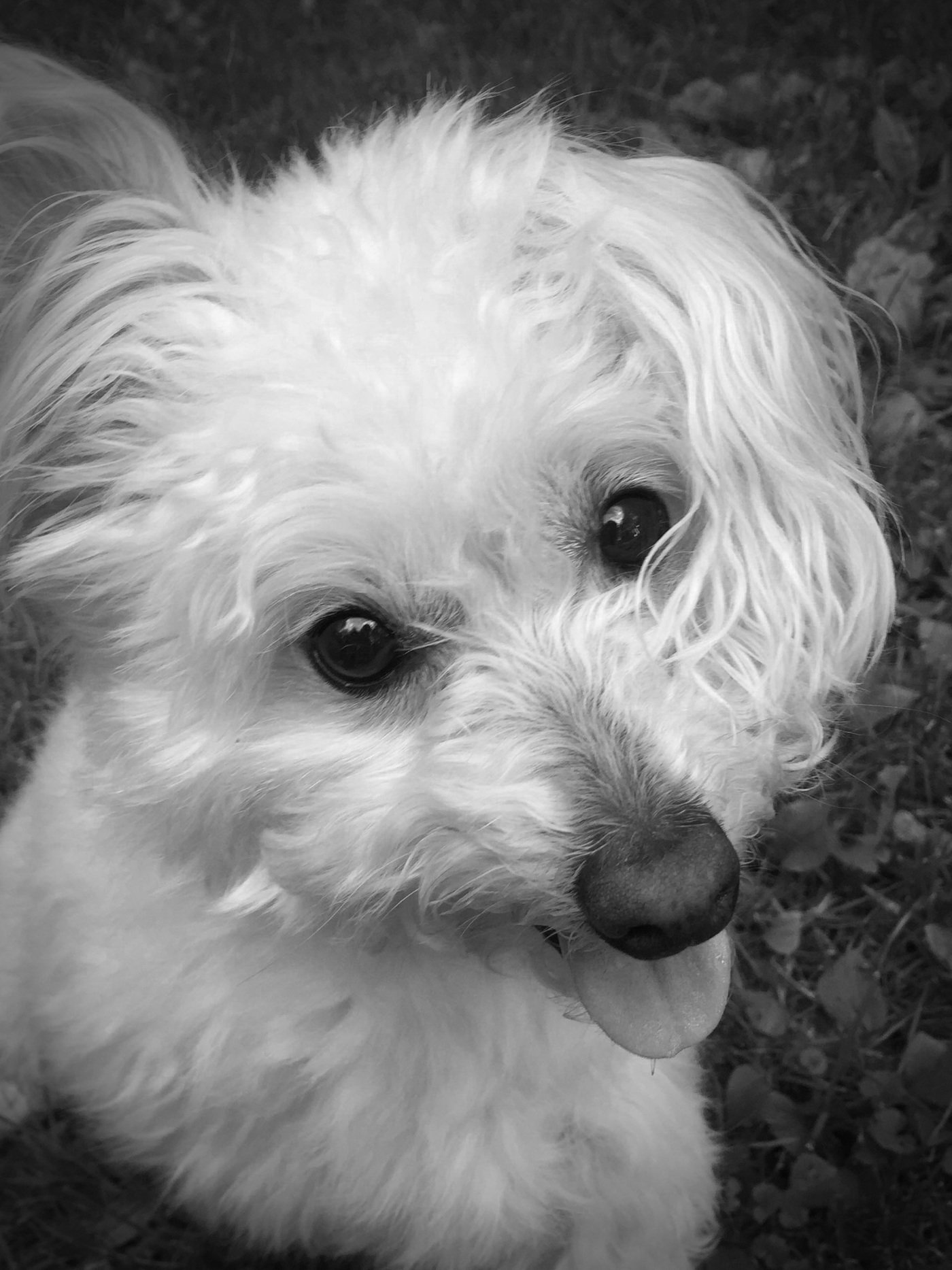 An upload by Sean Fitzmaurice on Coroflot: to the project Pet Portraits