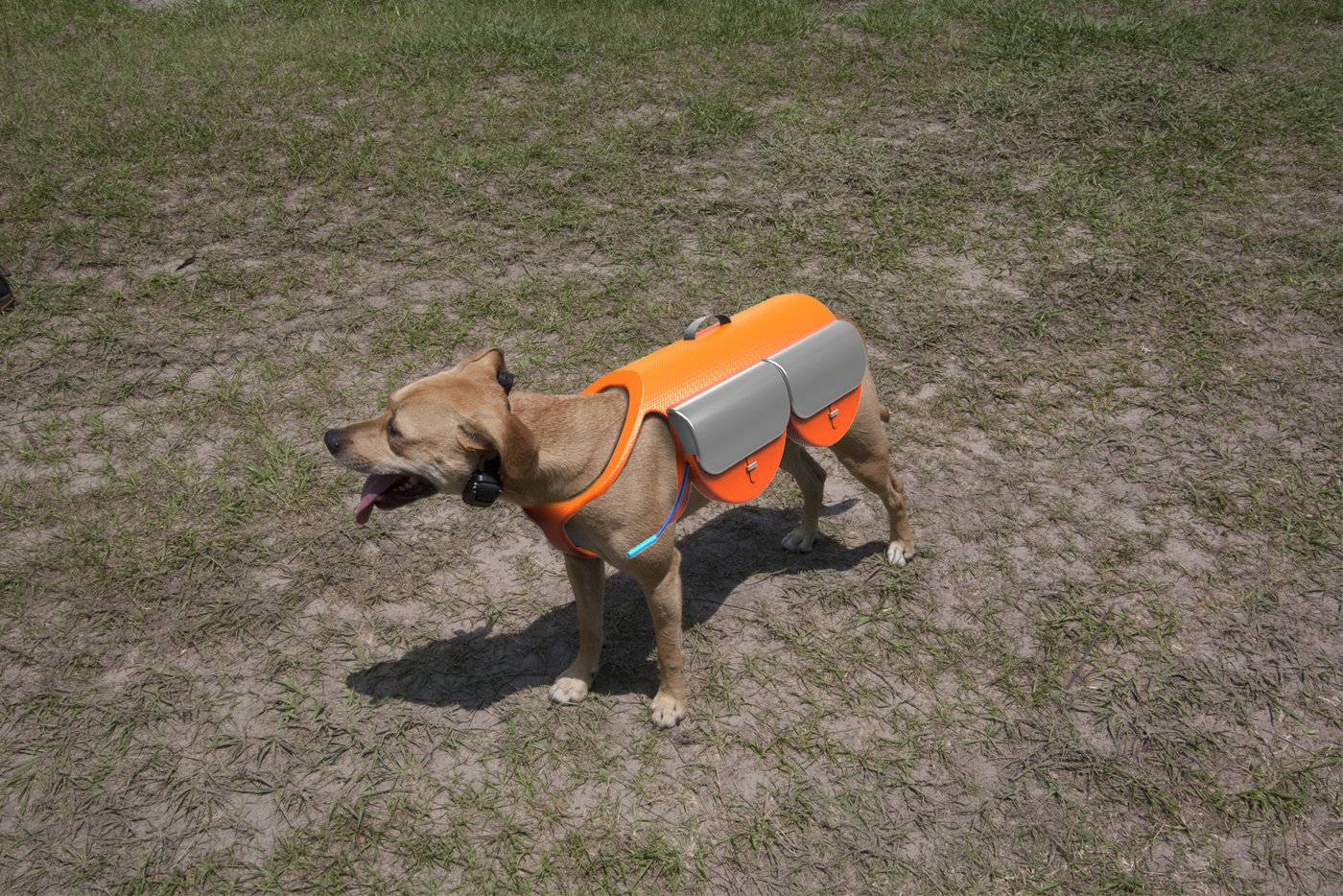 Bactrine Dog Bag by MARCUS VAN GORDEN at Coroflot.com