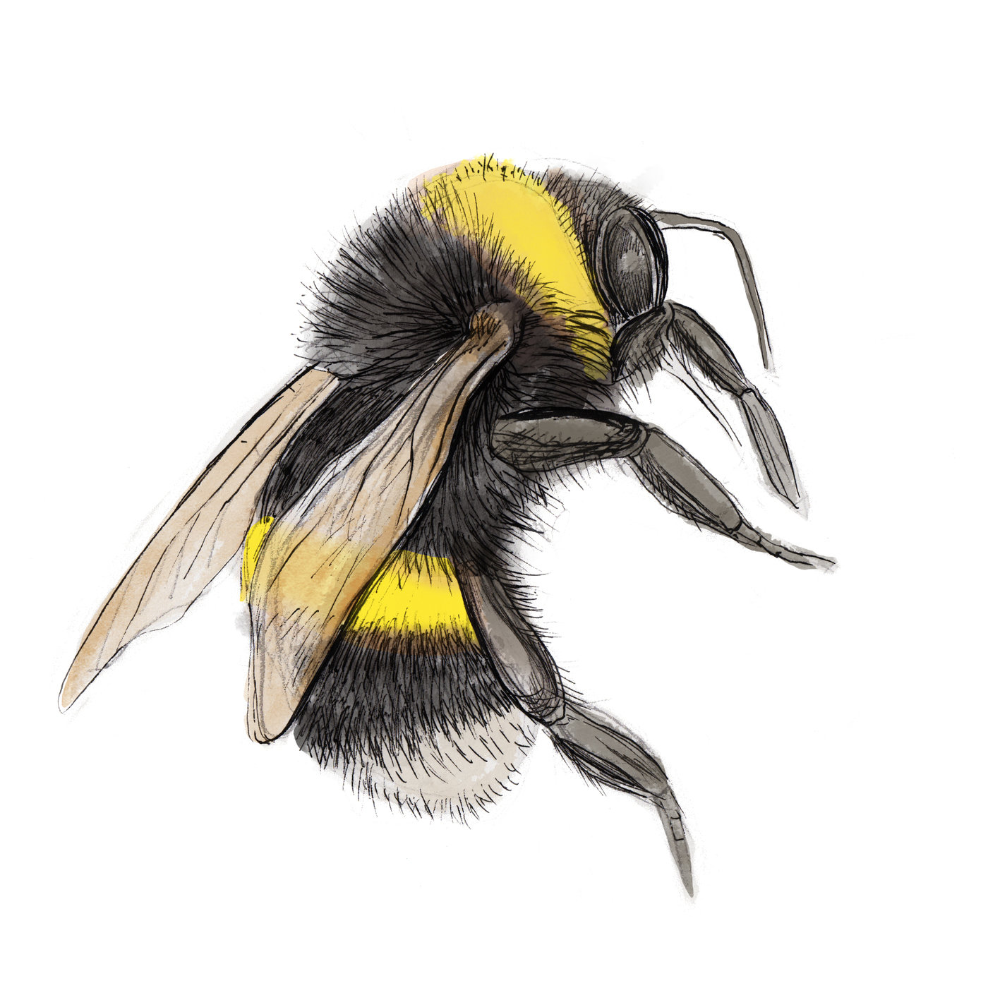 Irish Bumblebee ID Poster by Barbara Vasic at Coroflot.com