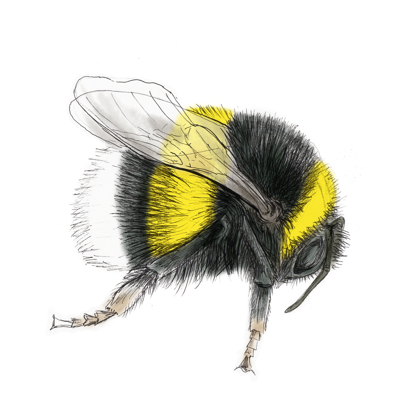 Irish Bumblebee ID Poster by Barbara Vasic at Coroflot.com