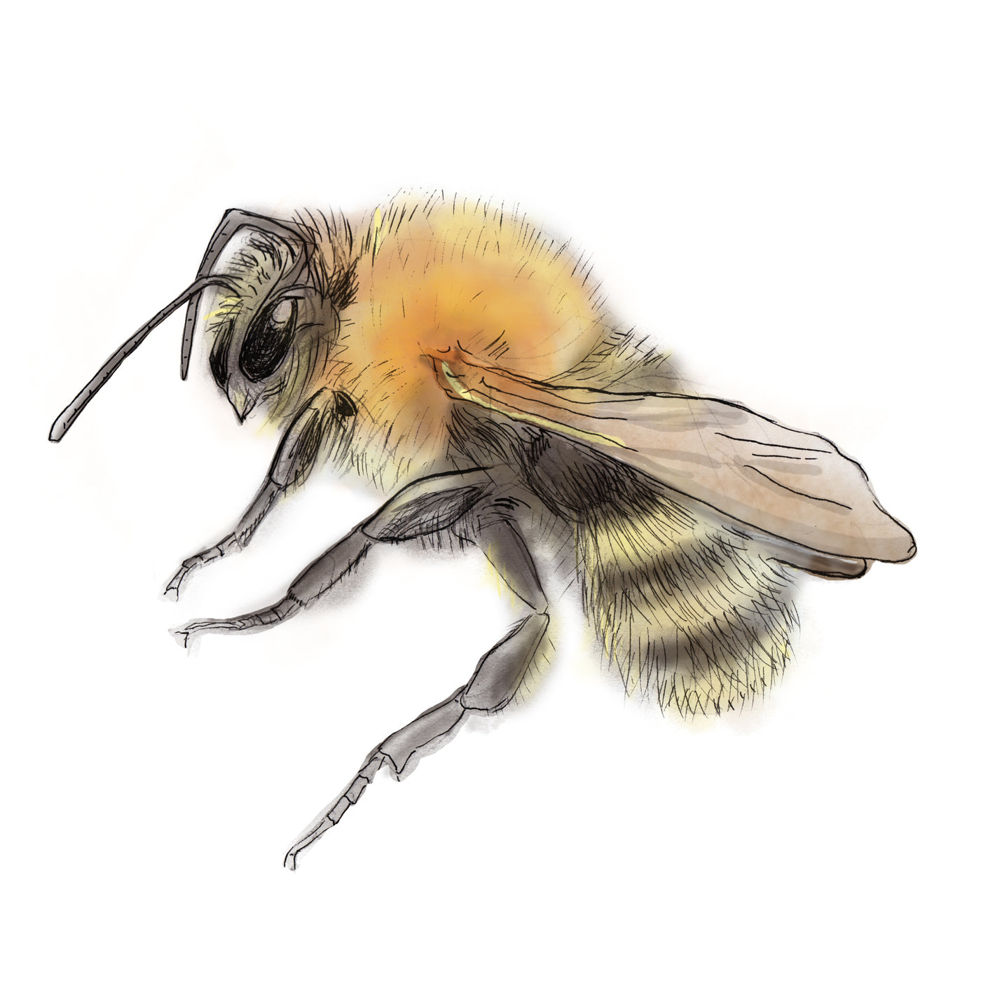 Irish Bumblebee ID Poster by Barbara Vasic at Coroflot.com