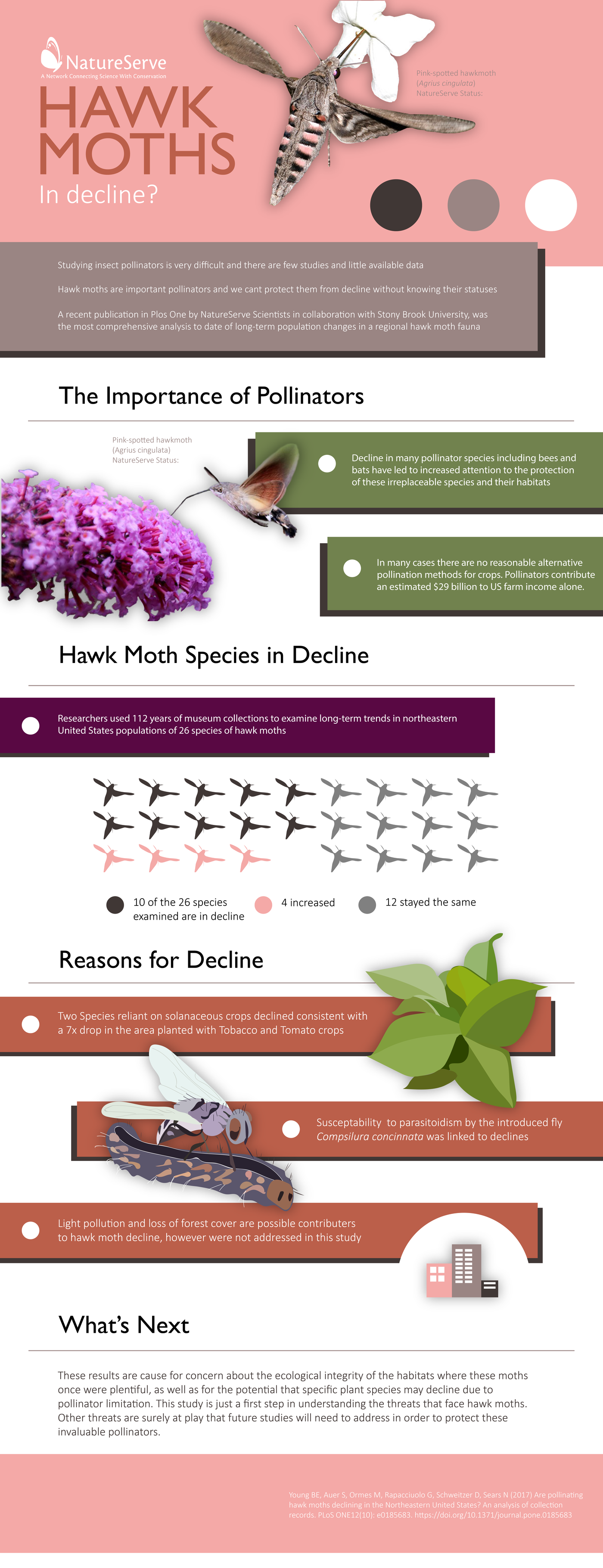 Hawk Moth Decline Infographic by Nik Moy at Coroflot.com