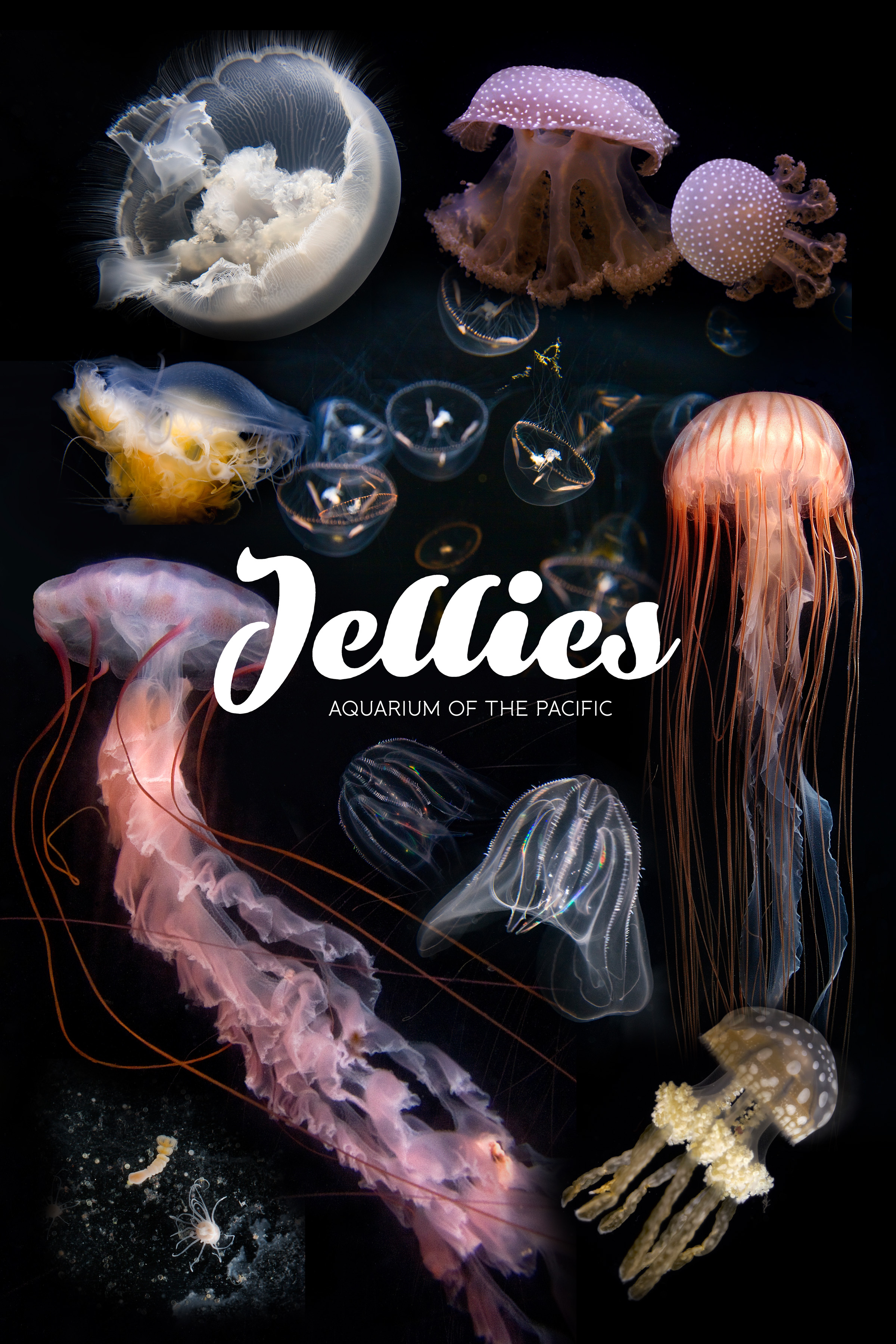 Key art for Jellies 2015 by Brian Gray at Coroflot.com