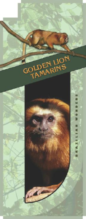 2005-08 SI NZP Golden Lion Tamarin Exhibit by Hank Grasso at Coroflot.com