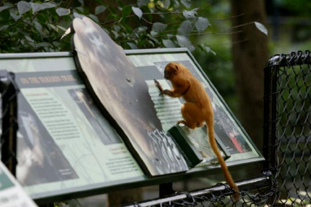 2005-08 SI NZP Golden Lion Tamarin Exhibit by Hank Grasso at Coroflot.com