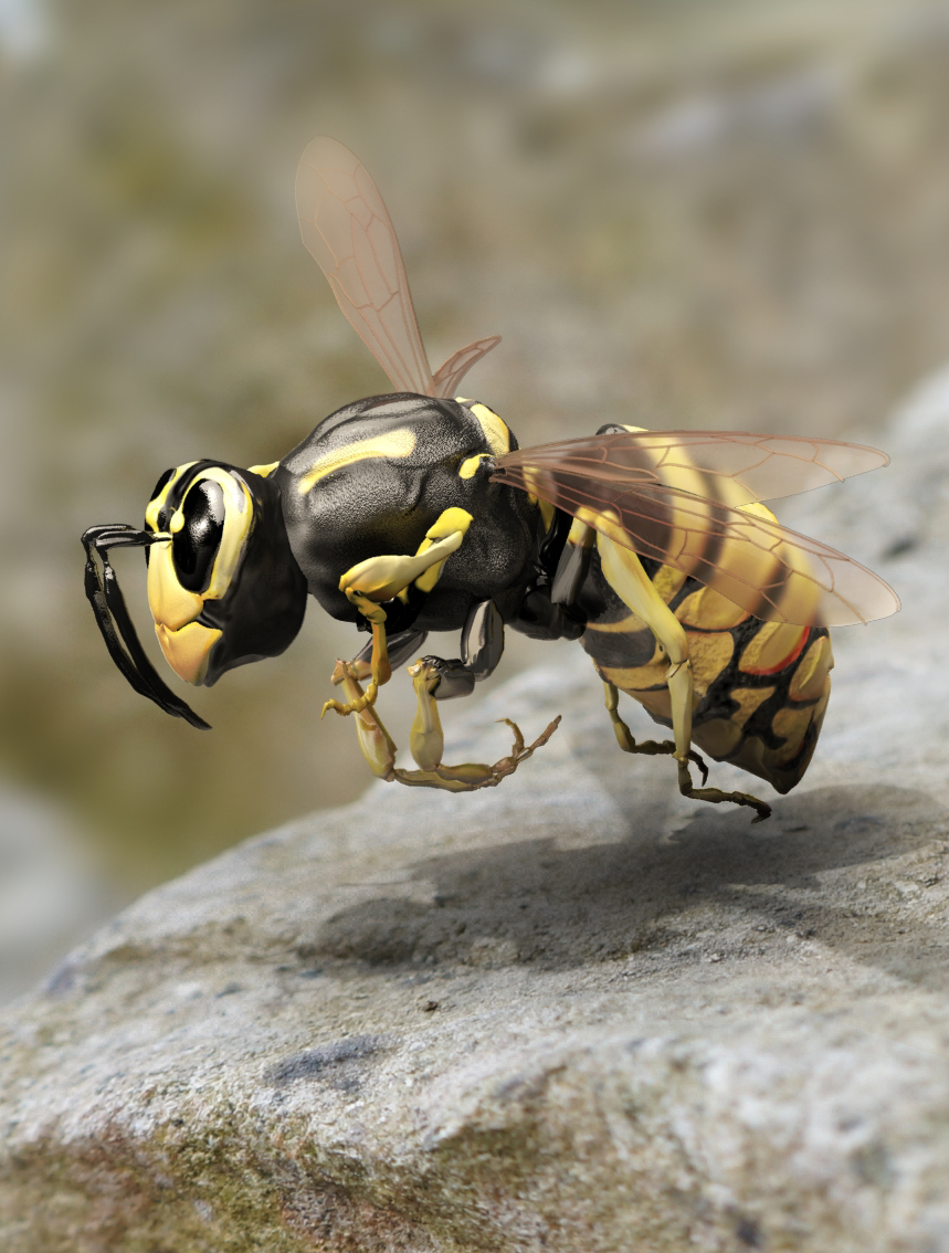 Wasp 3D model and animation by Kevin Boulton at Coroflot.com