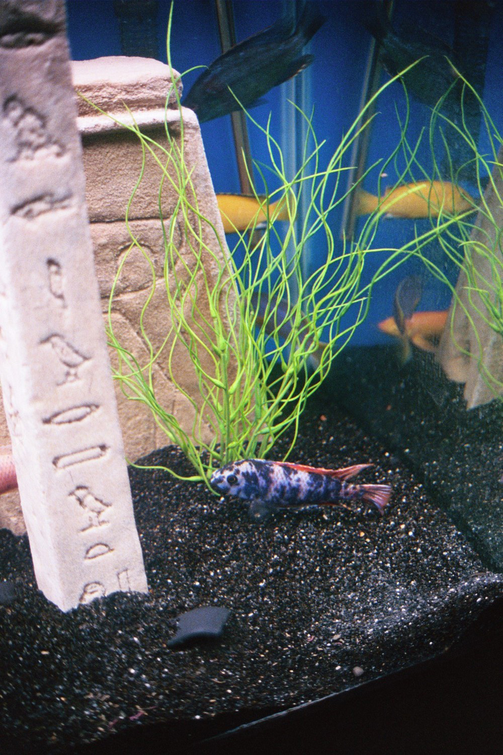 Egyptian Ruin Sculpture for a 75-Gal Aquarium by Jim Henceroth at ...