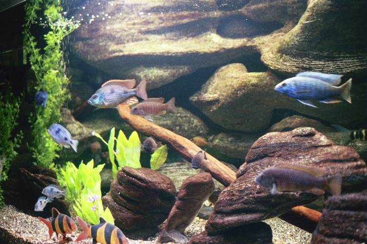 Faux Rock Wall Sculpture for a 180-Gal Aquarium by Jim Henceroth at ...