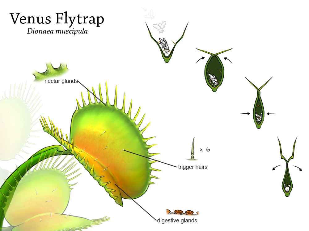 Scientific Illustrations by U-bin Li at Coroflot.com