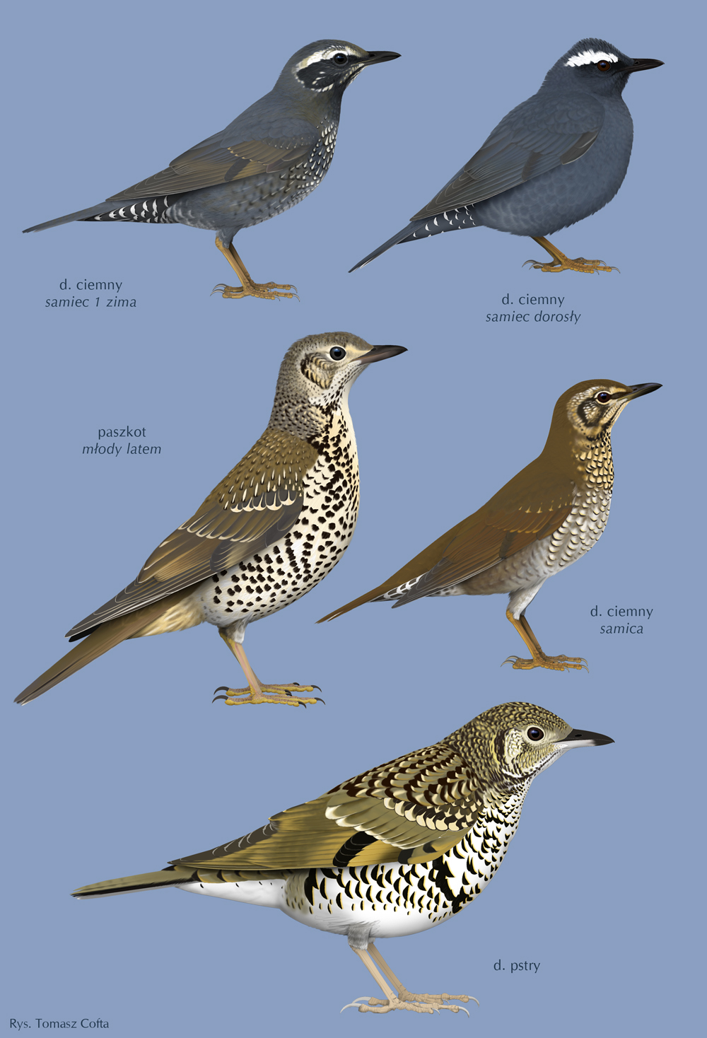Bird Identification by Tomasz Cofta at Coroflot.com