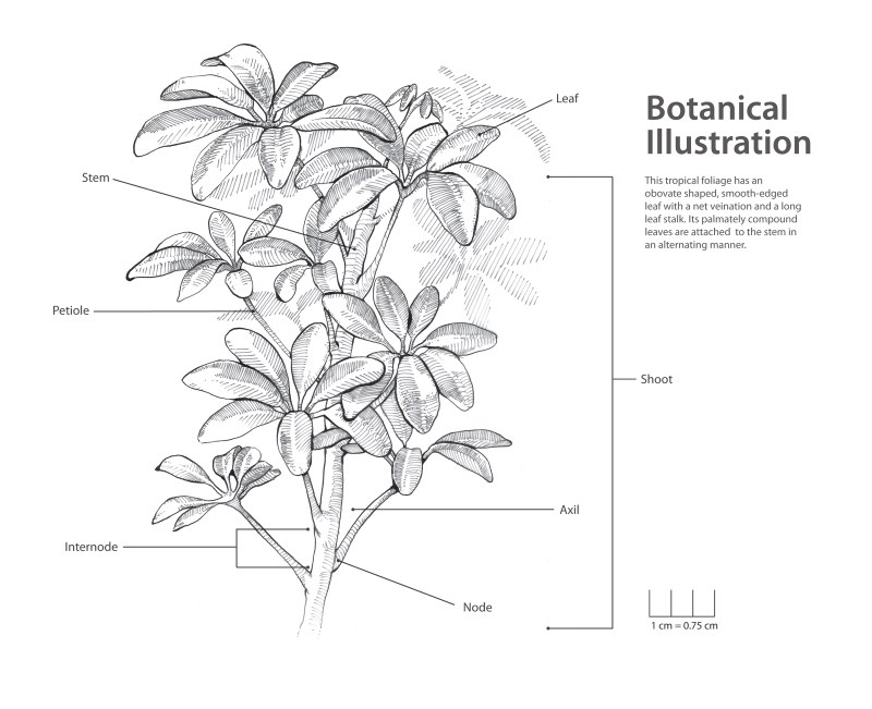 Scientific Illustrations by Michael Salvador at Coroflot.com