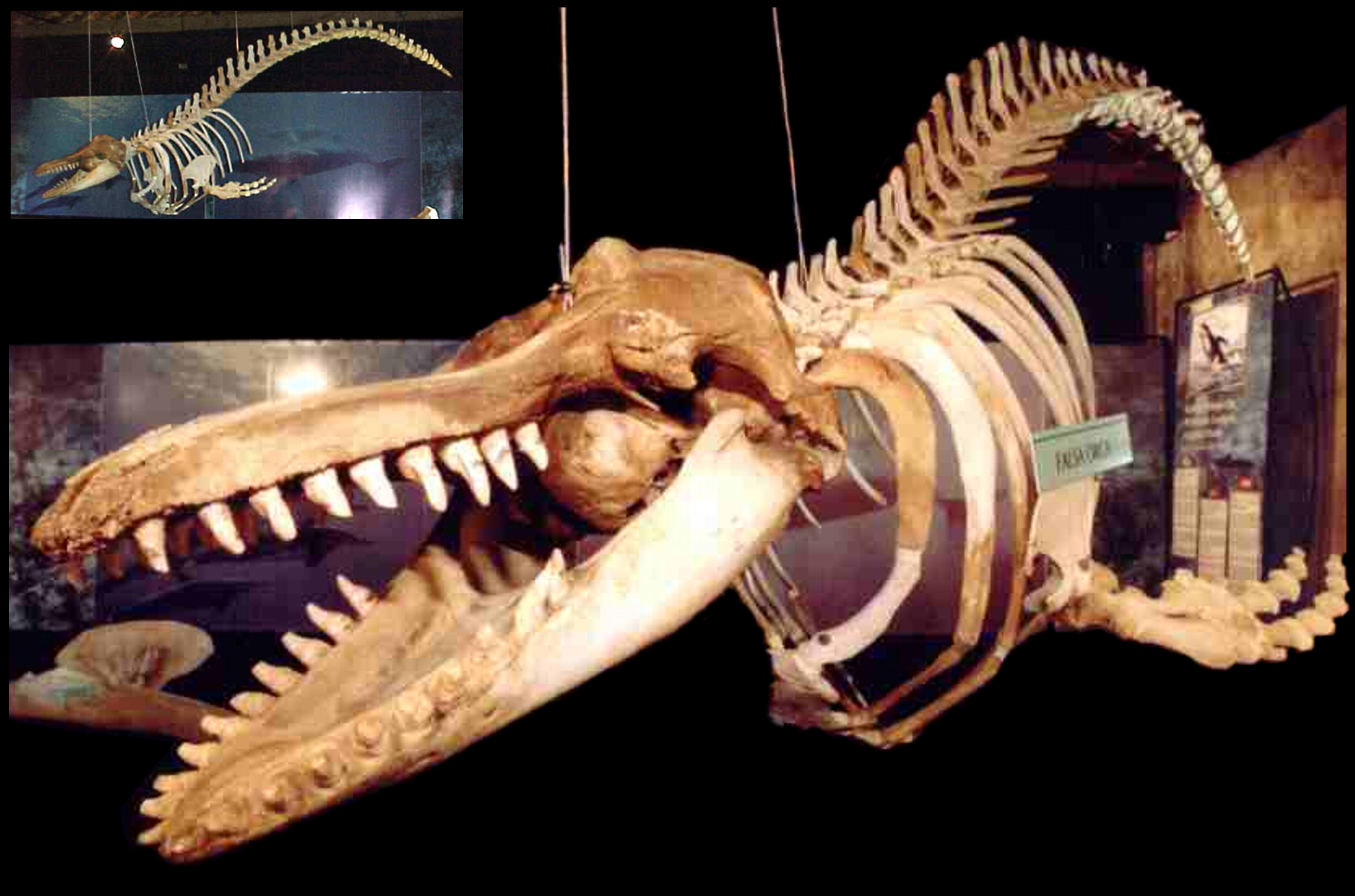 Skeleton by Mock-up Sculptures Replicas and Skeletons at Coroflot.com