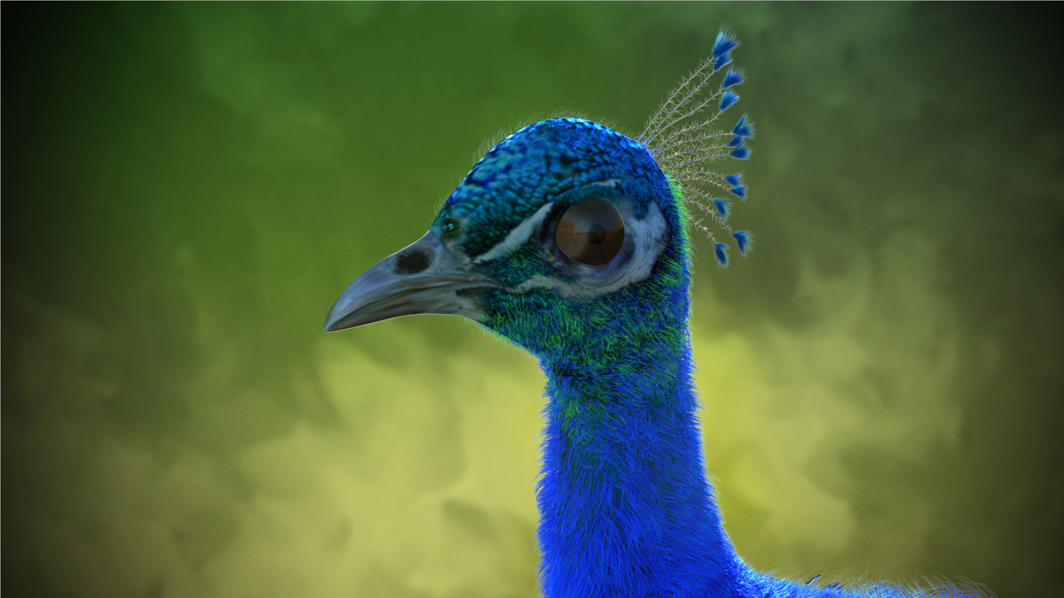 Peehu, 3D Model on an Indian Peacock by Saumitra Kabra at Coroflot.com