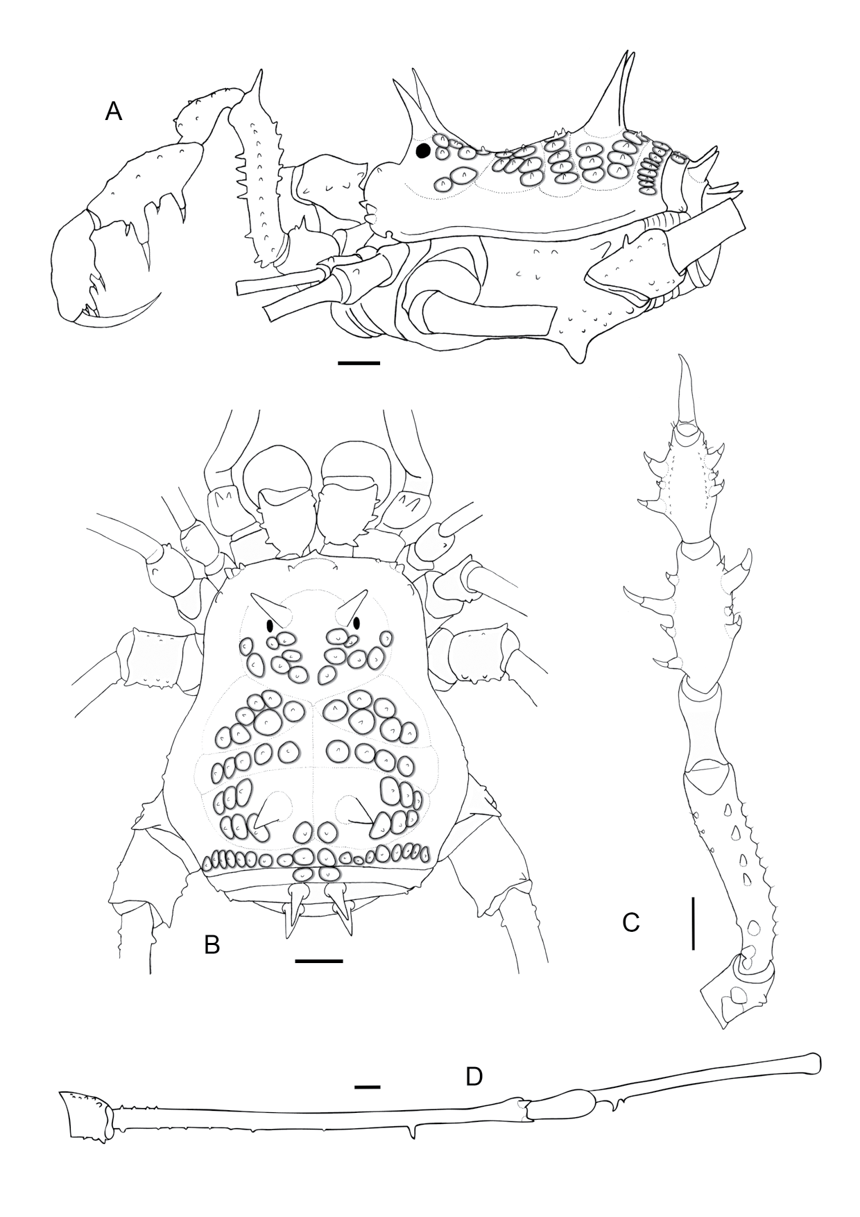 Scientific Illustration by Isadora Williams at Coroflot.com