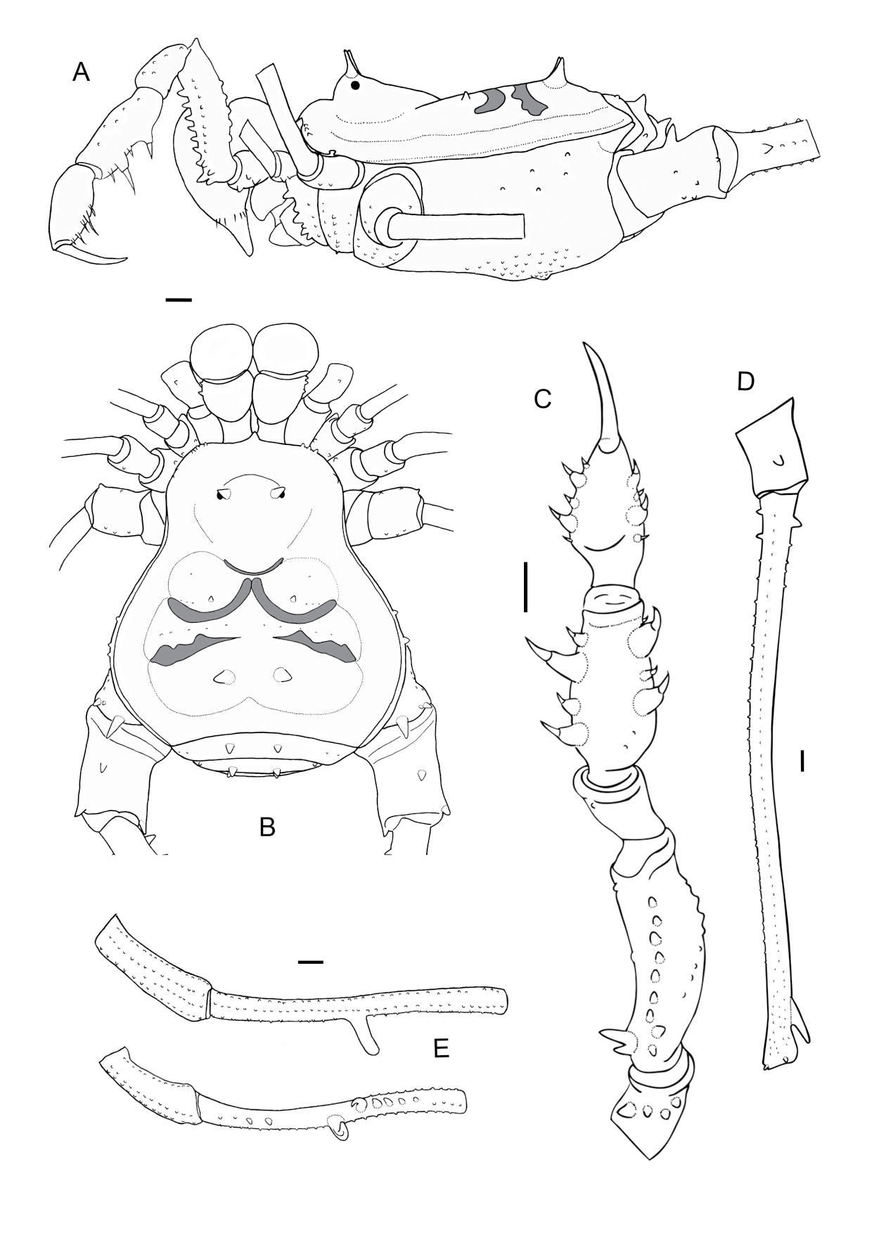 Scientific Illustration by Isadora Williams at Coroflot.com