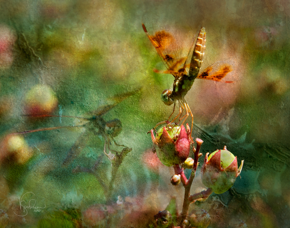 Digital Composite & Fine Art Photography by Vicky Sparkman at Coroflot.com