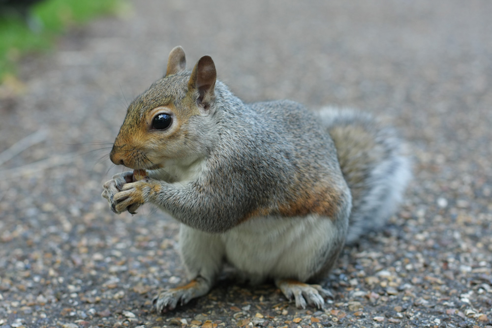 Digital Photos by Zoltan Major at Coroflot.com