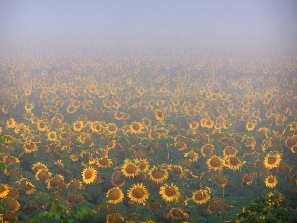 Digital Photos by Zoltan Major at Coroflot.com