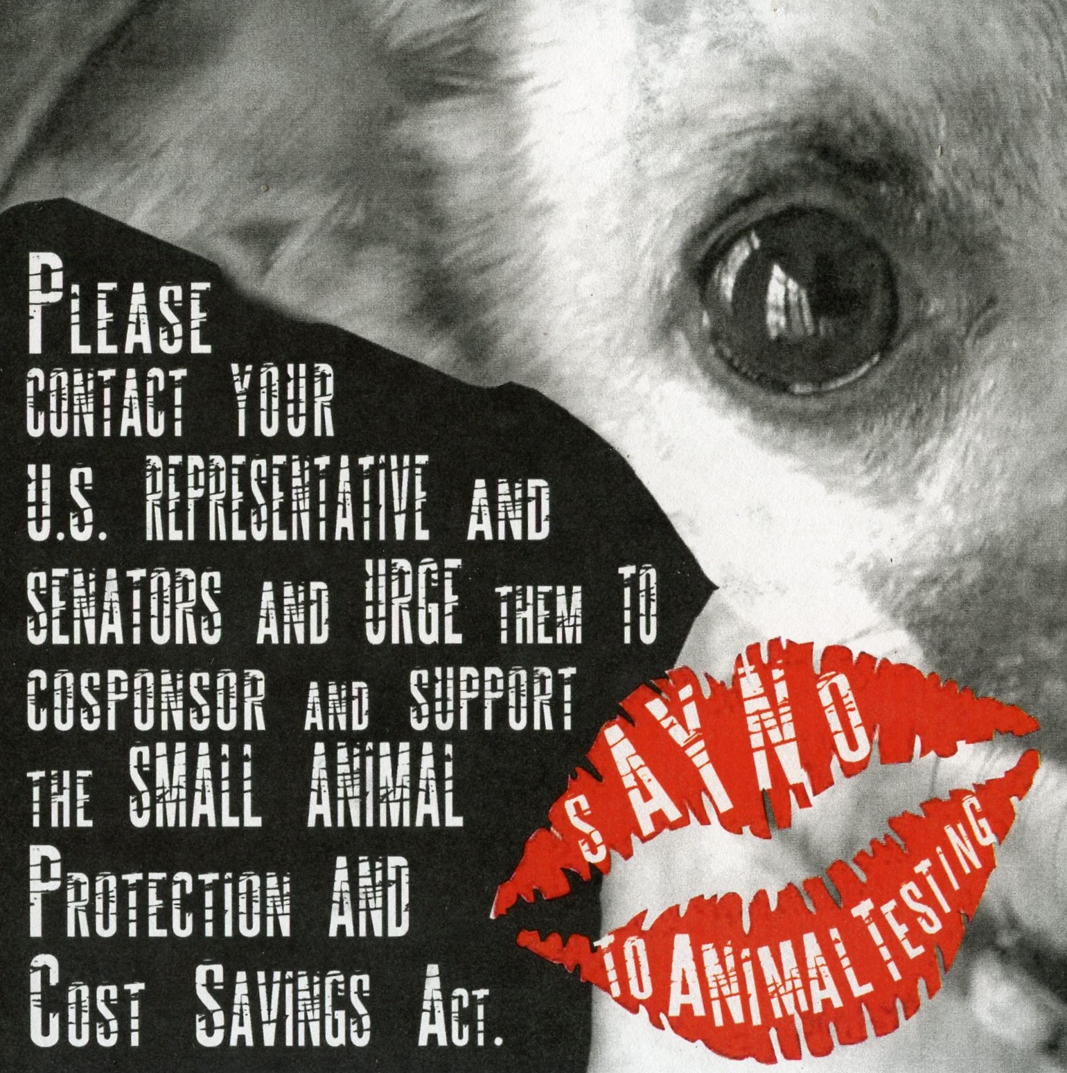 Stop Animal Testing Campaign by Rachel Krier at Coroflot.com
