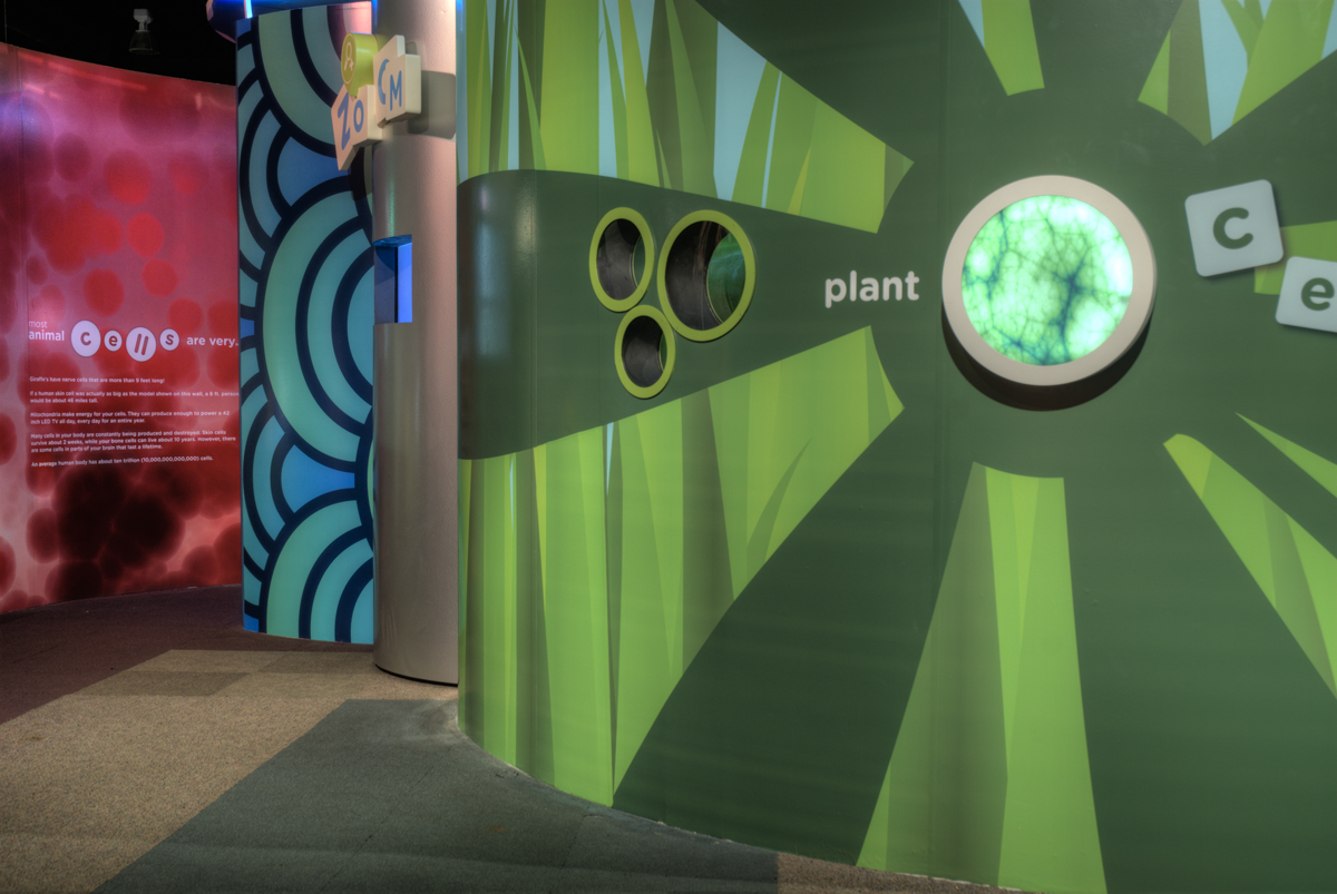 HudsonAlpha Cells interactive exhibit by Phillip Yonfa at Coroflot.com