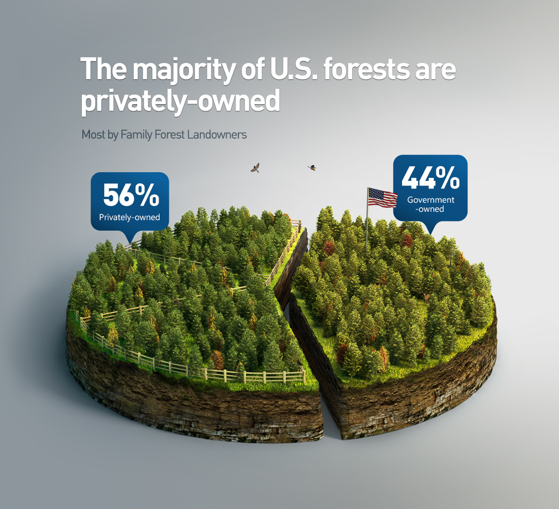 Forest infographics by Anton Egorov at Coroflot.com