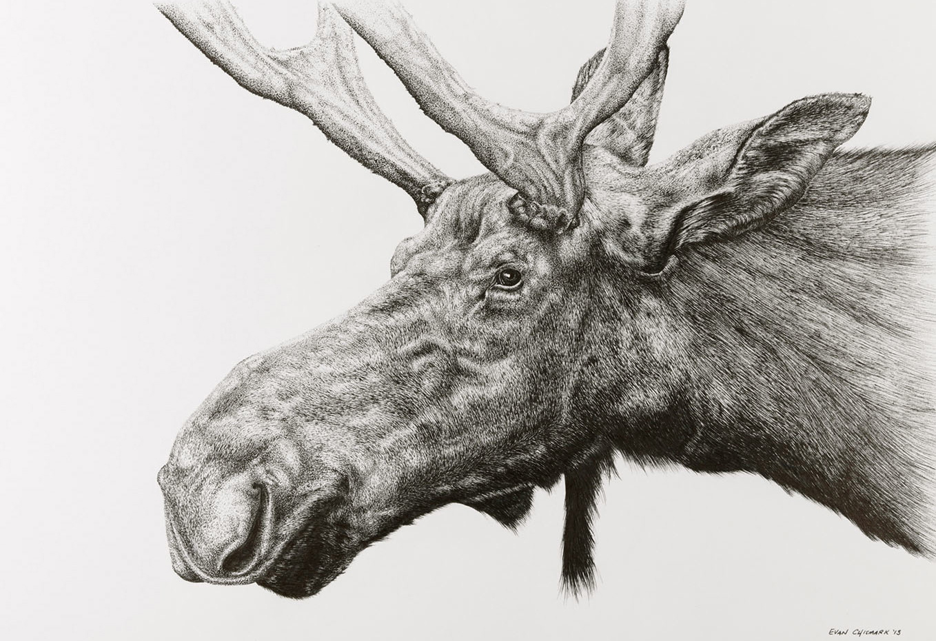 Moose Illustration (Pen and Ink) by Evan Chismark at Coroflot.com