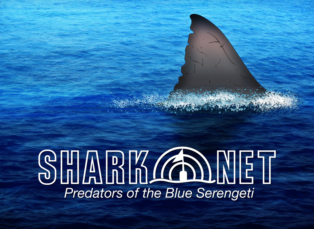 Shark Net by Kimberly Rullo at Coroflot.com