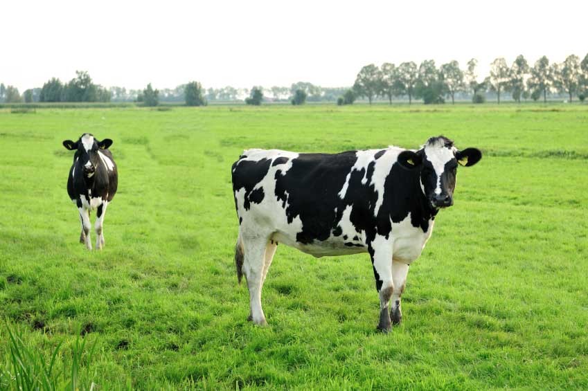 Moving Cows by Isabella Bahl at Coroflot.com