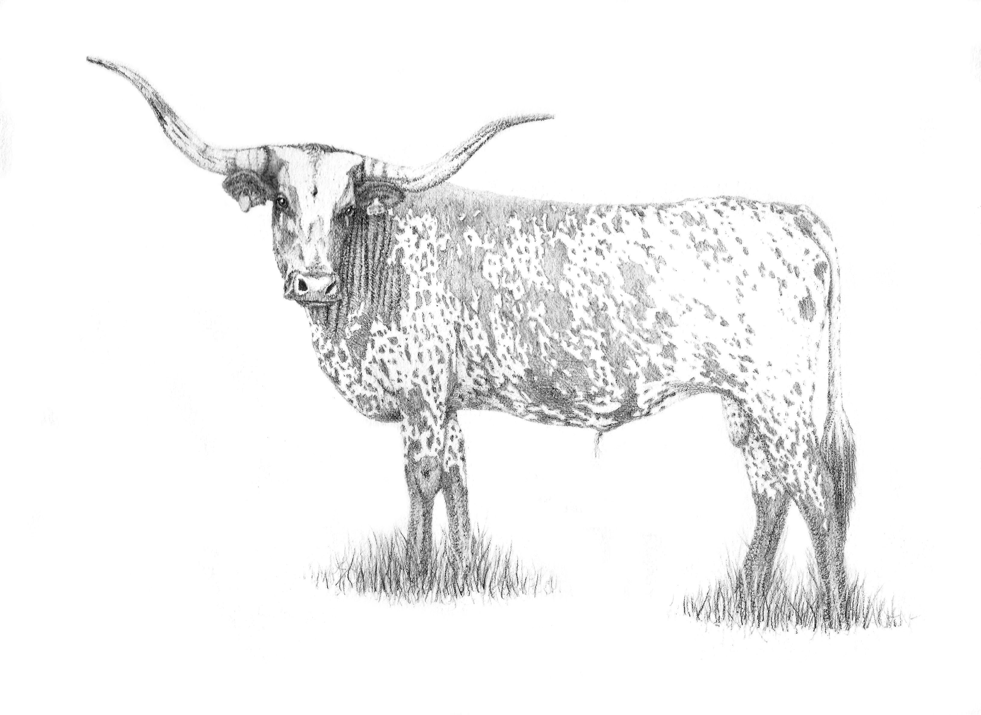 Longhorn Drawings by HECTOR KRIETE at Coroflot.com