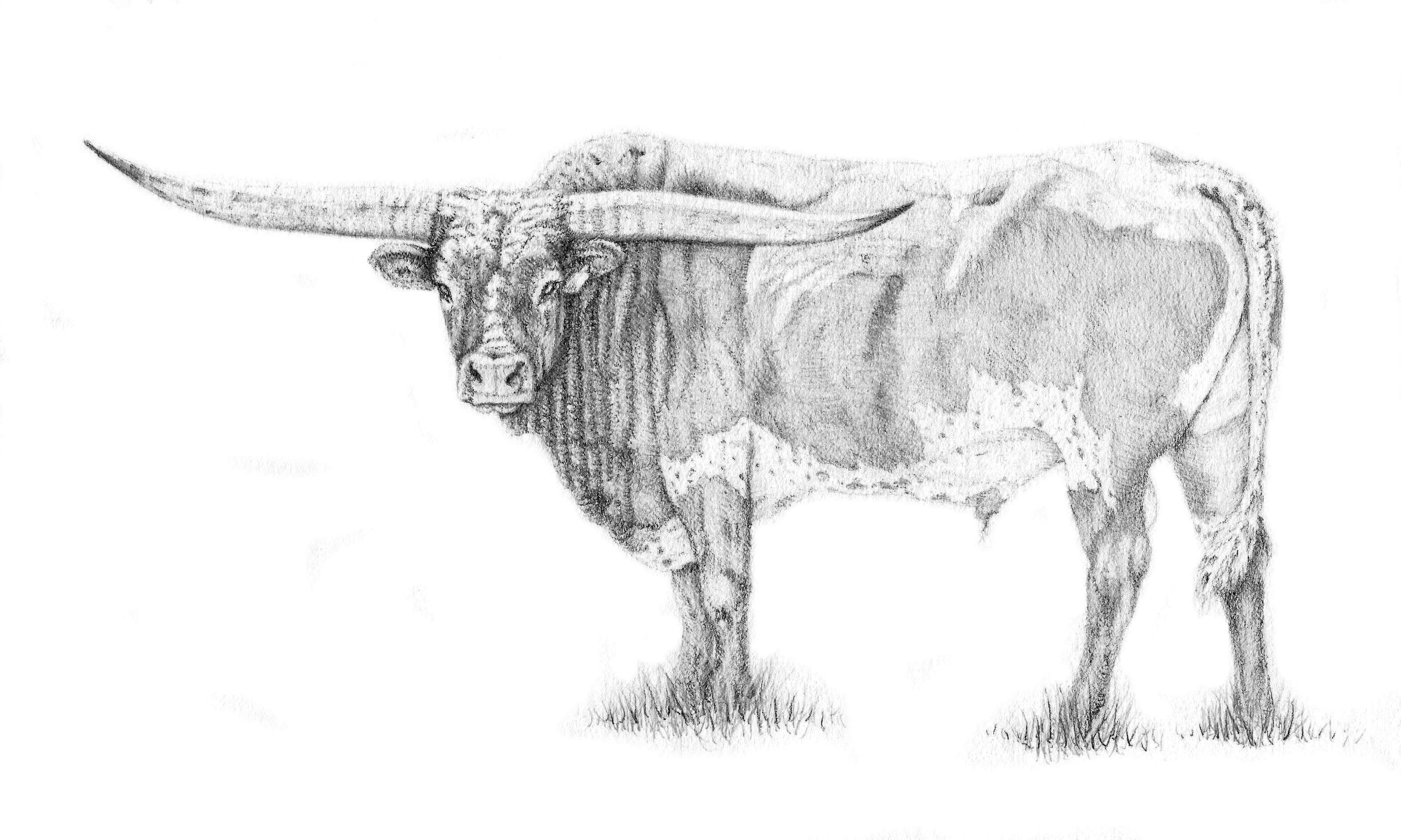 Longhorn Drawings by HECTOR KRIETE at Coroflot.com