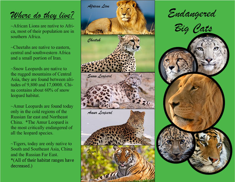 Endangered Cat Brochure by Autumn Kern at Coroflot.com