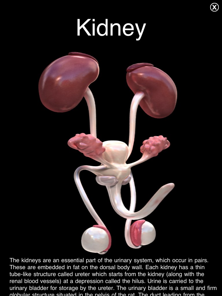 Medical Animation by SenthilKumar Anand at Coroflot.com